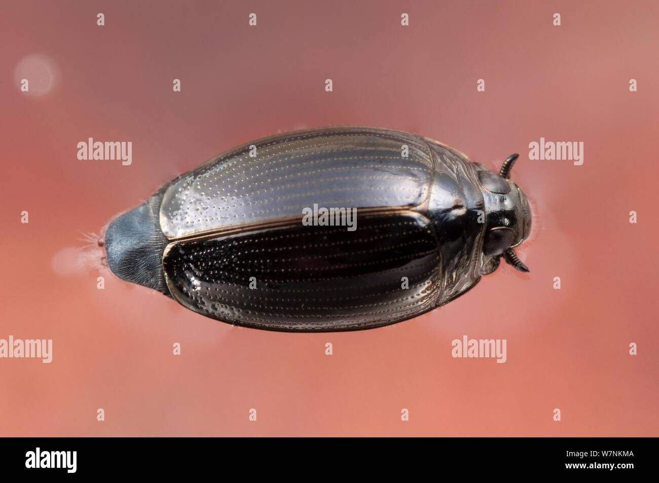 Whirligig beetle (Gyrinidae) swimming on the water surface, Europe ...