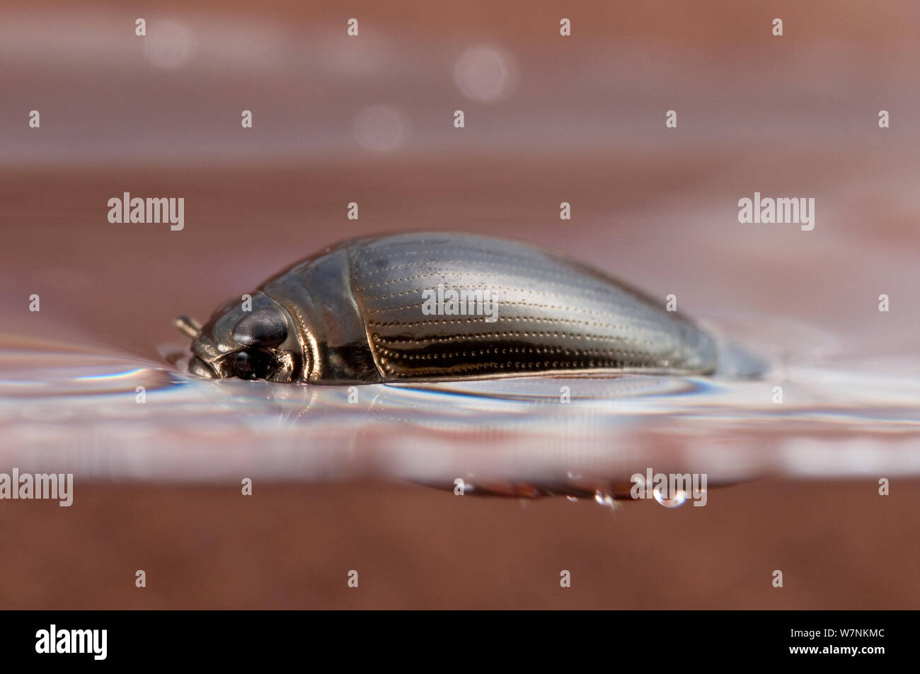 Whirligig beetle (Gyrinidae) swimming on the water surface, Europe ...