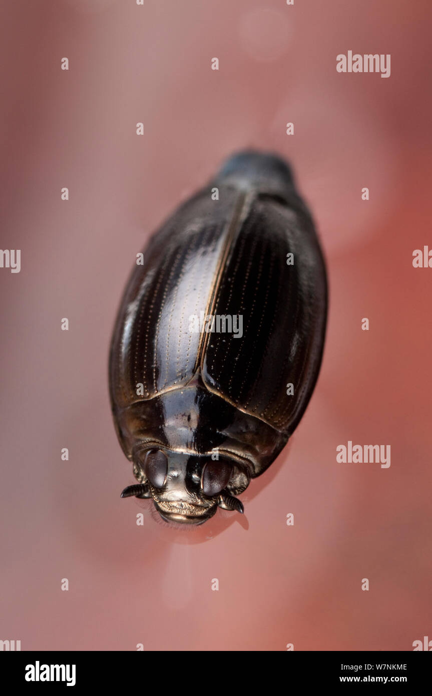 Whirligig beetle (Gyrinidae) swimming on the water surface, Europe ...