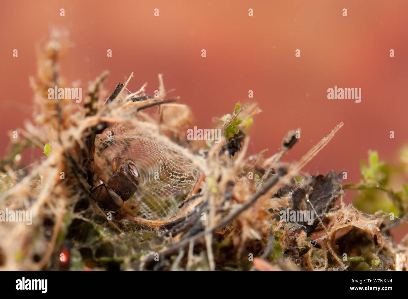 Net-spinning caddisfly larva (Trichoptera, Hydropsychidae) collecting ...