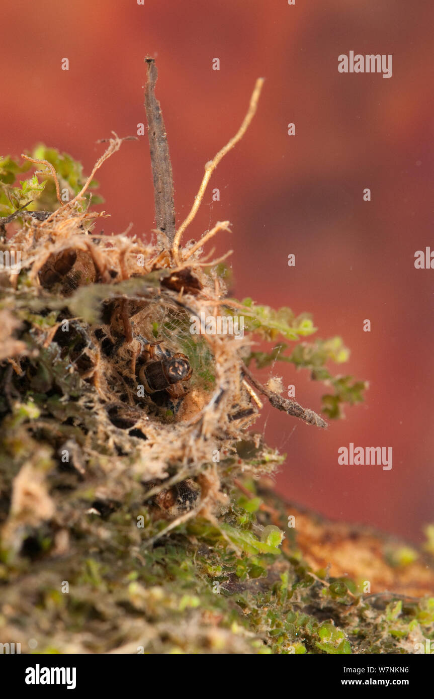 Net-spinning caddisfly larva (Trichoptera, Hydropsychidae) collecting ...