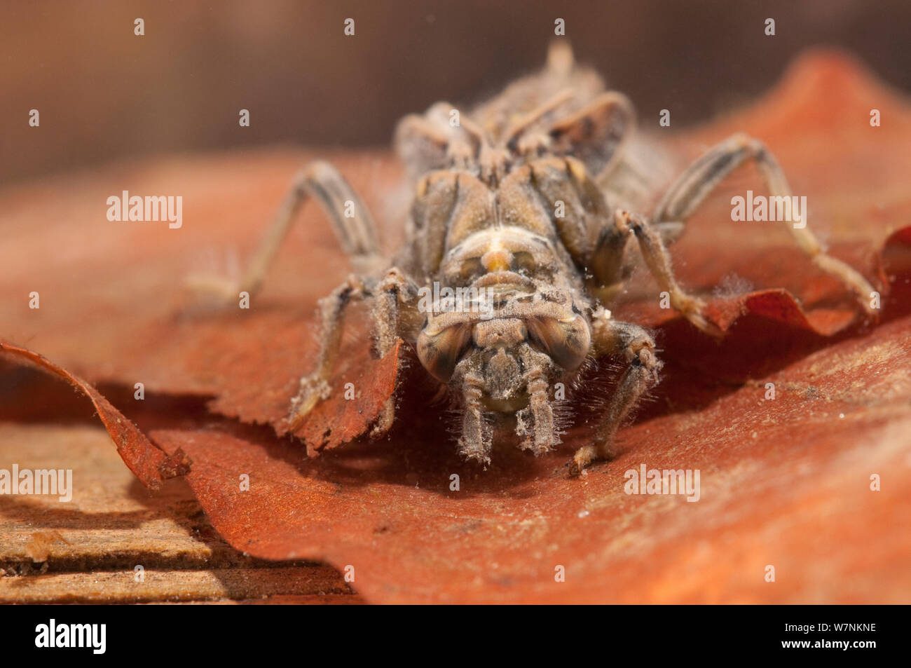 Gomphidae High Resolution Stock Photography and Images - Alamy
