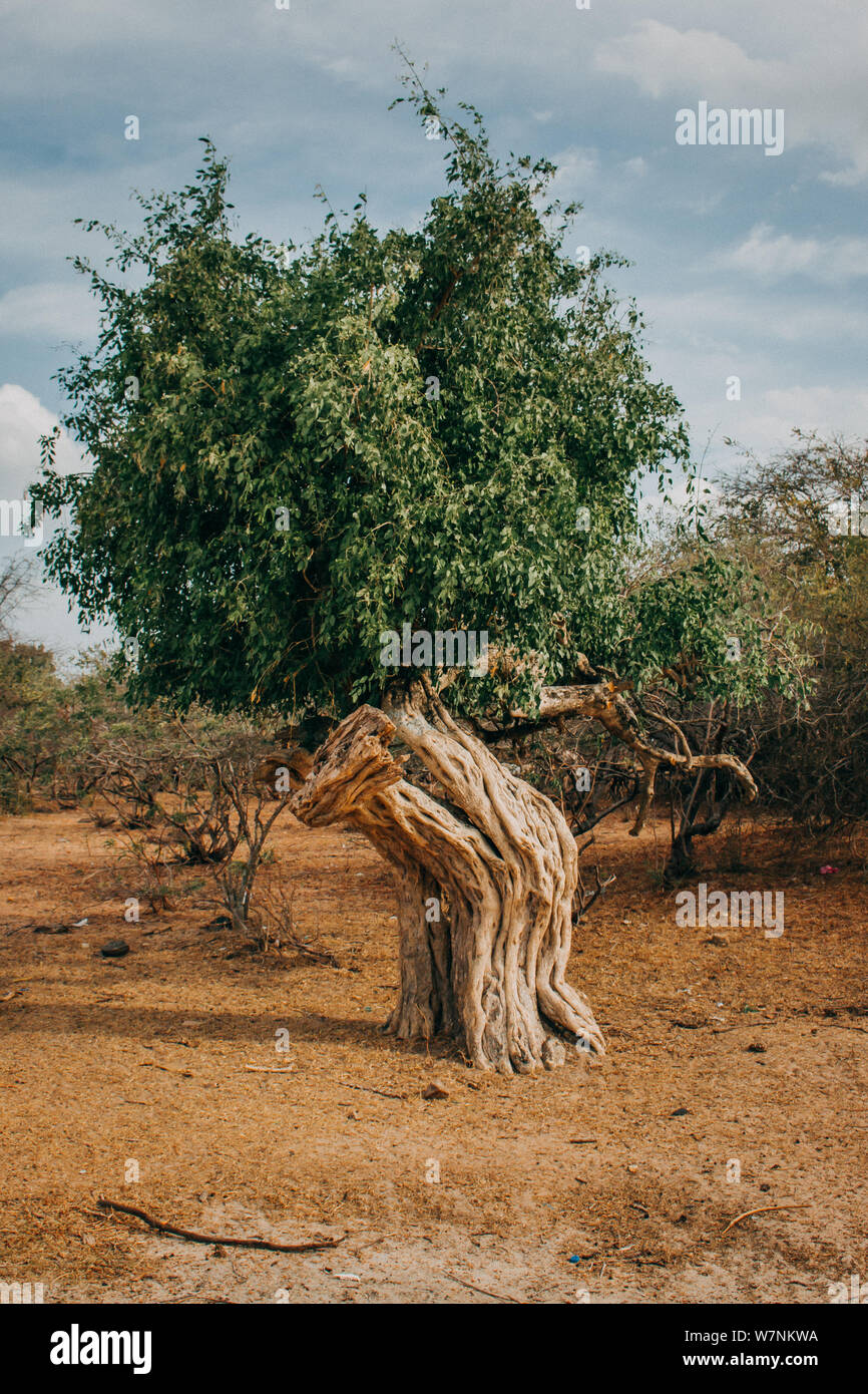 Hundred generations hi-res stock photography and images - Alamy