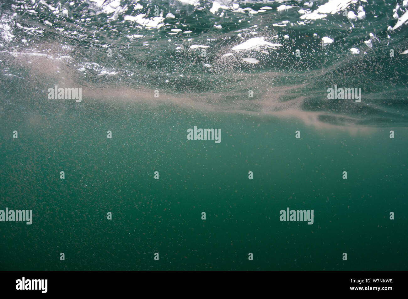 Copepoda hi-res stock photography and images - Alamy