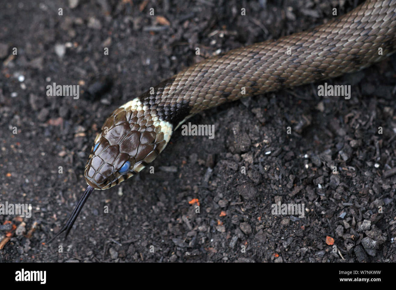 Snake skin moulting hi-res stock photography and images - Alamy