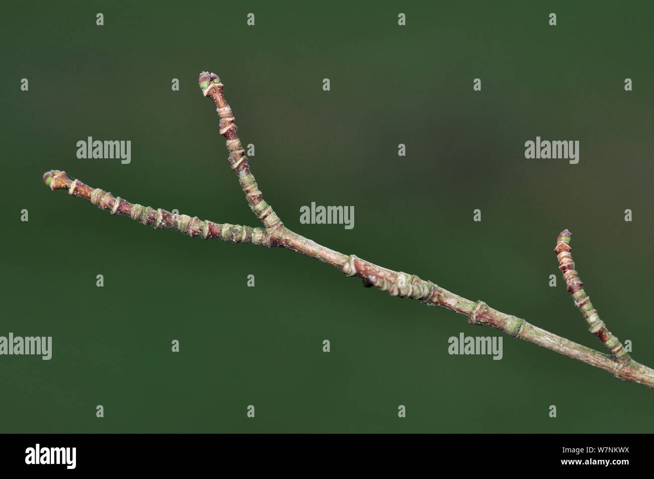 Field maple (Acer campestre) twig with buds in mid winter, Dorset, UK ...