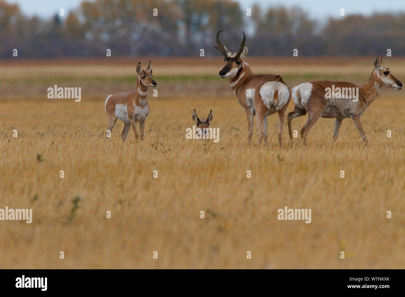 Pronghorn Antelope (Antilocapra americana) family on the Canadian ...
