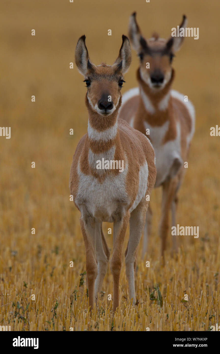 Pronghorn antelope saskatchewan hi-res stock photography and images - Alamy