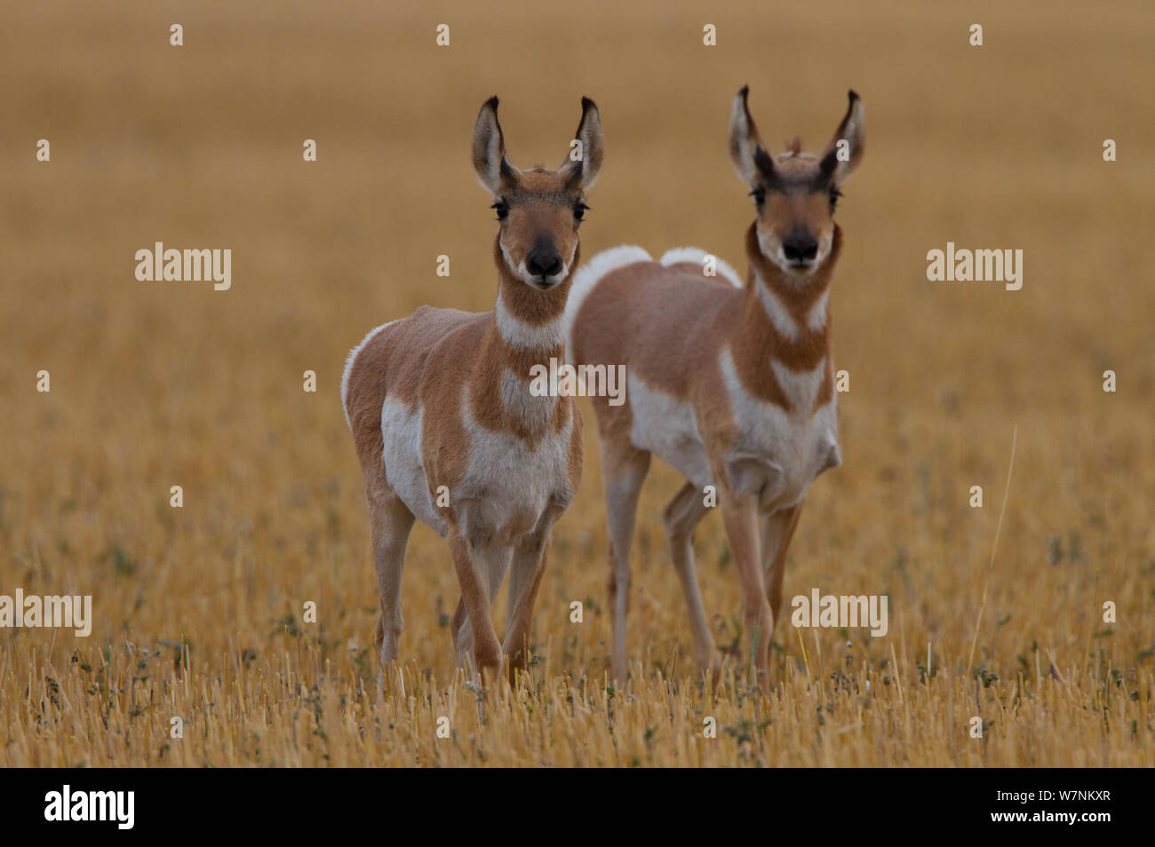 Pronghorn antelope saskatchewan hi-res stock photography and images - Alamy