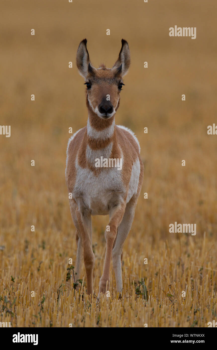 Canadian prairie hi-res stock photography and images - Alamy
