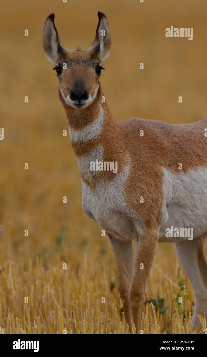 Pronghorn antelope saskatchewan hi-res stock photography and images - Alamy