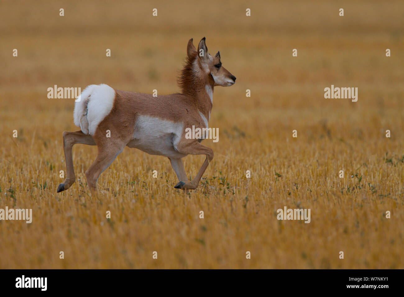 Pronghorn running saskatchewan hi-res stock photography and images - Alamy