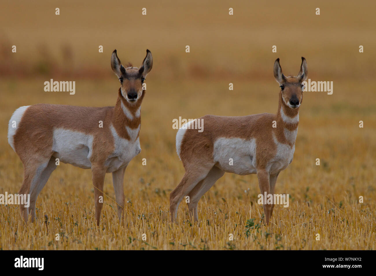 Pronghorn antelope saskatchewan hi-res stock photography and images - Alamy