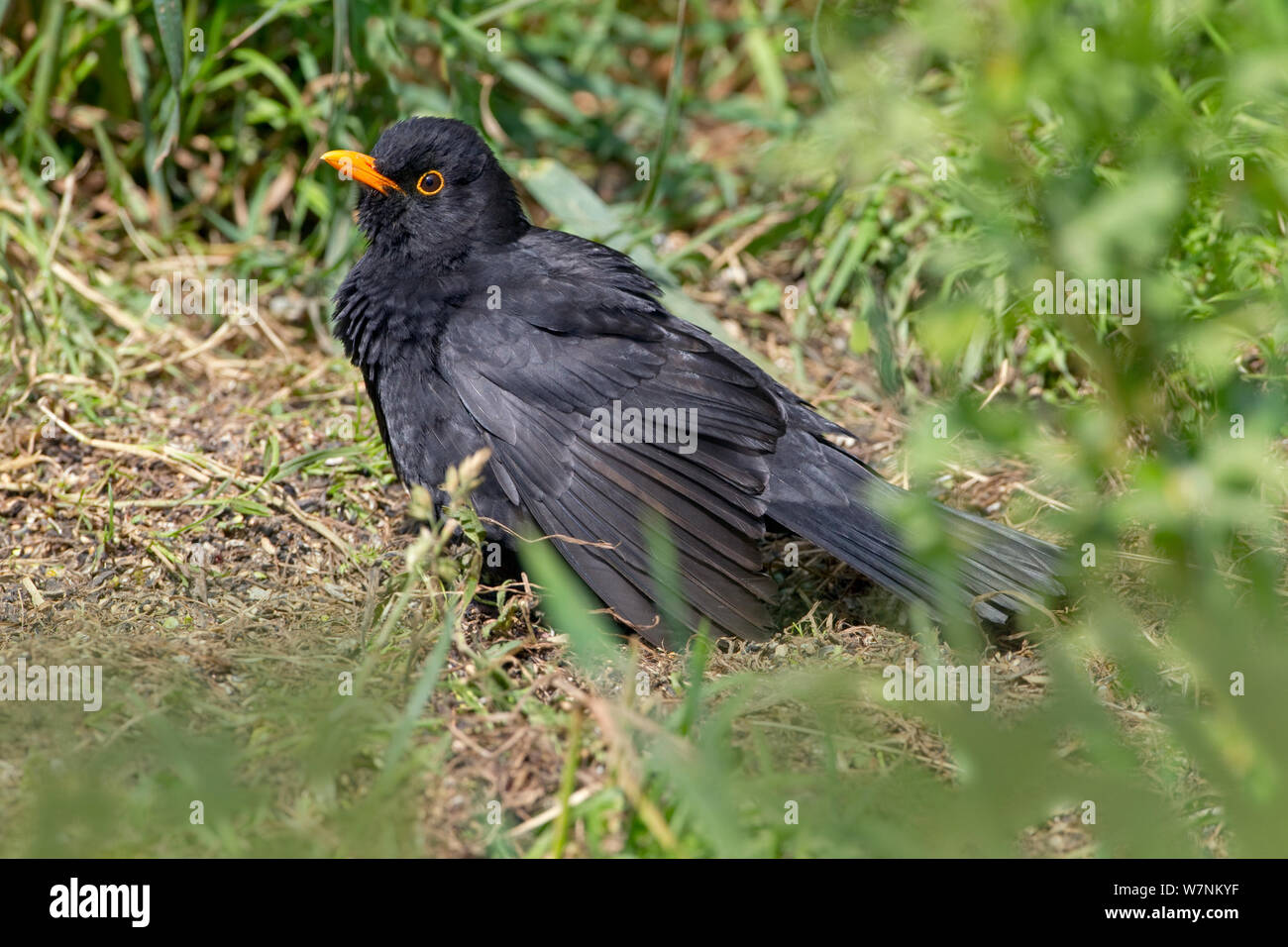 Blackbird sunbathing hi-res stock photography and images - Alamy