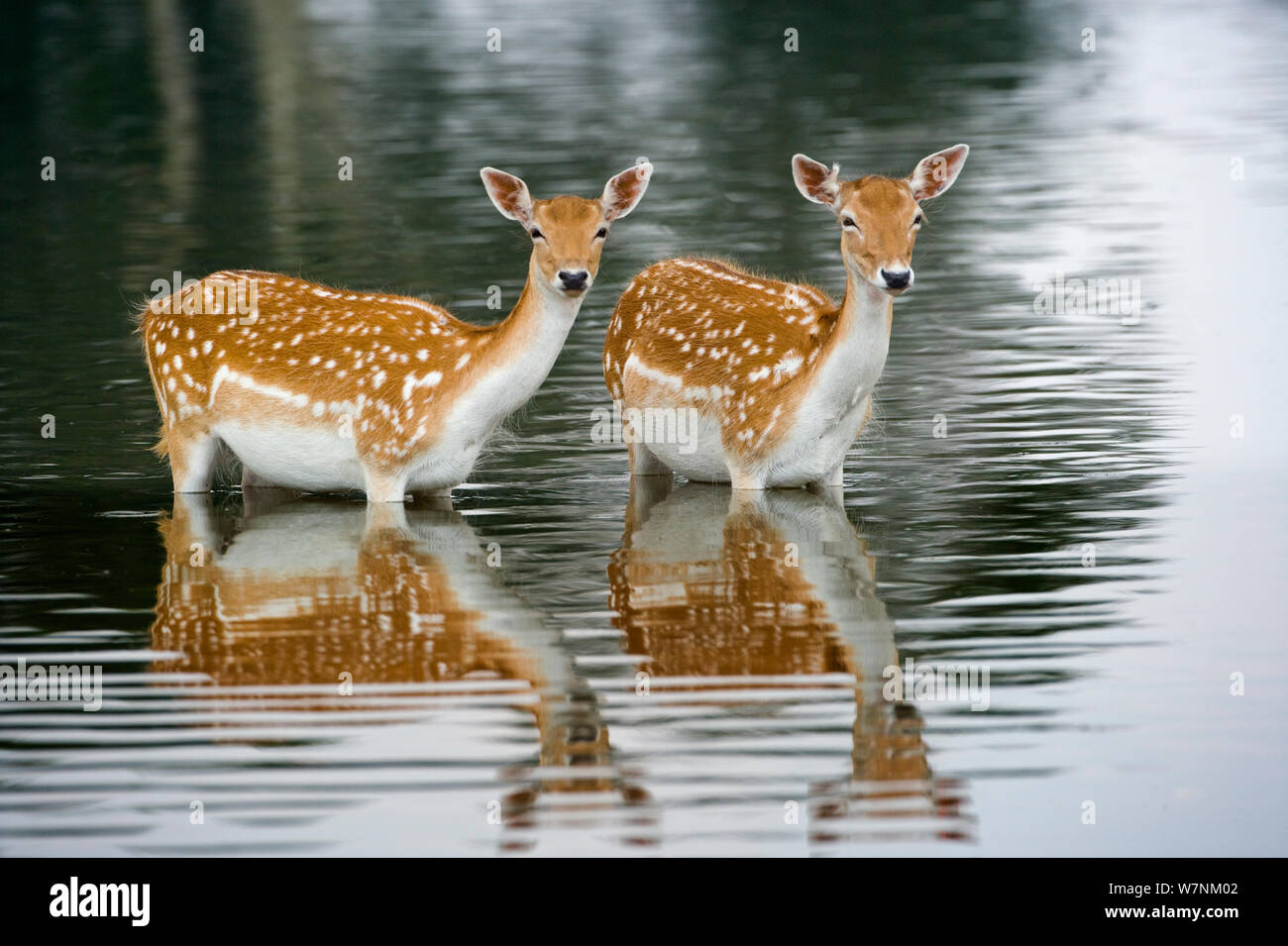 Deer in norfolk hi-res stock photography and images - Alamy