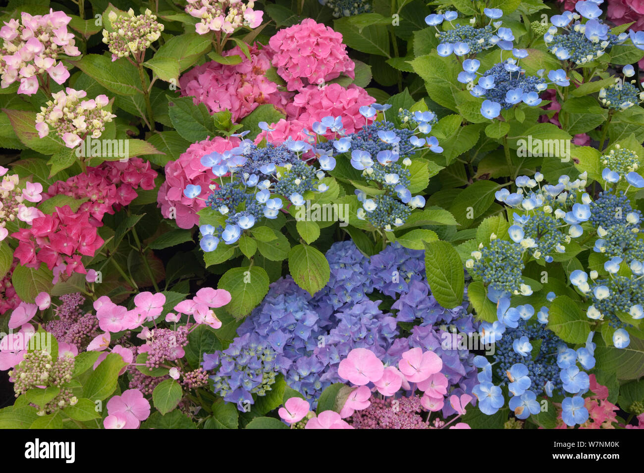 Hydrangea genus hi-res stock photography and images - Alamy