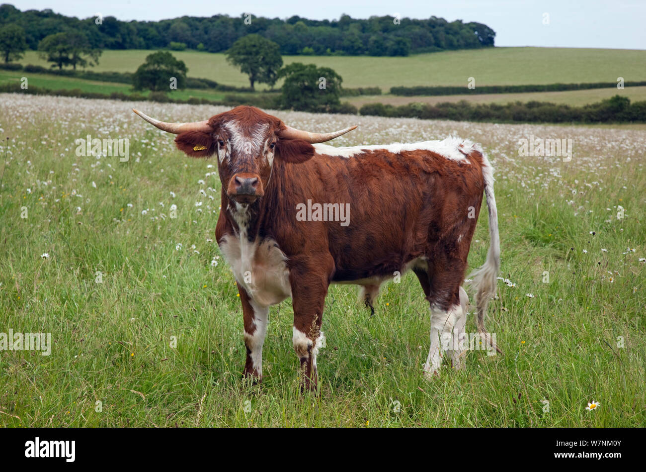 Breeds of cows hi-res stock photography and images - Alamy