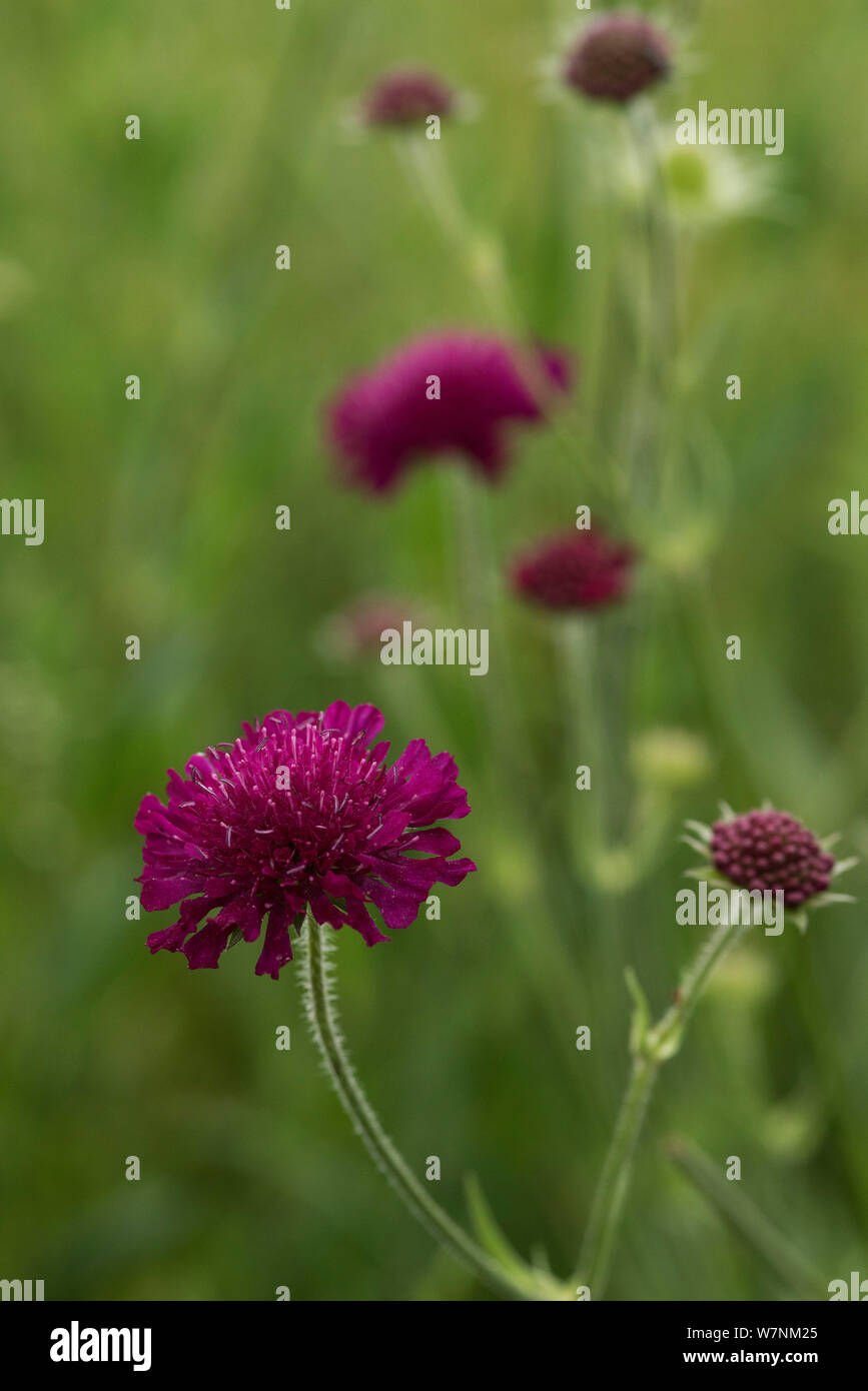Scabies flower hi-res stock photography and images - Alamy