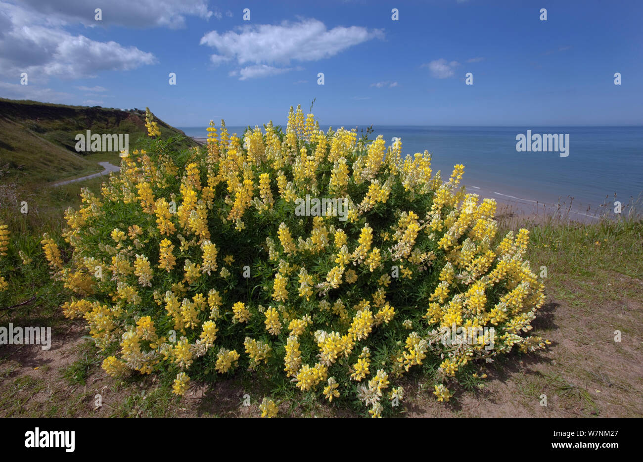 Tree lupin hi-res stock photography and images - Alamy