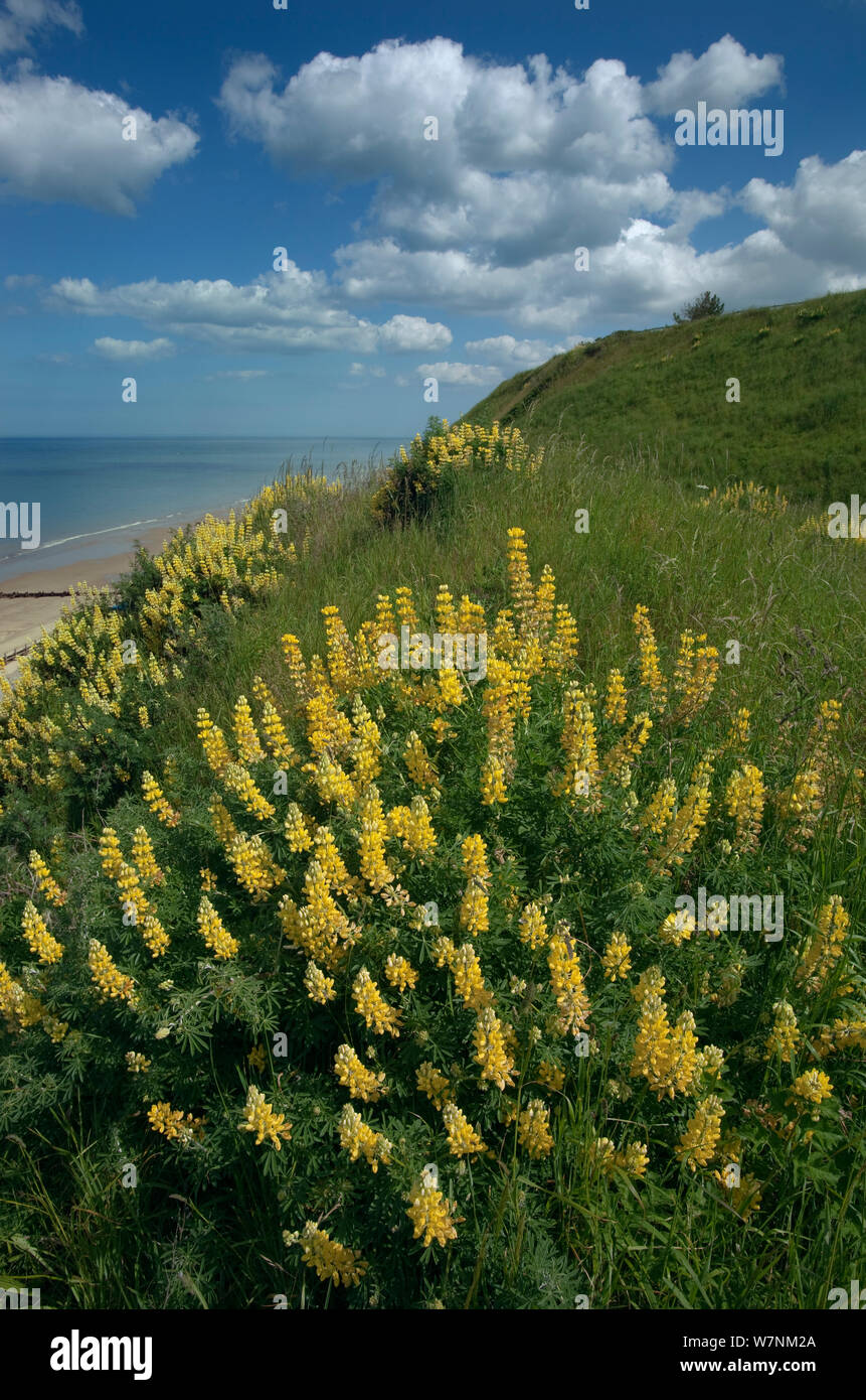 Tree lupin (Lupinus abororeus) growing on cliffs, Trimmingham, Norfolk ...