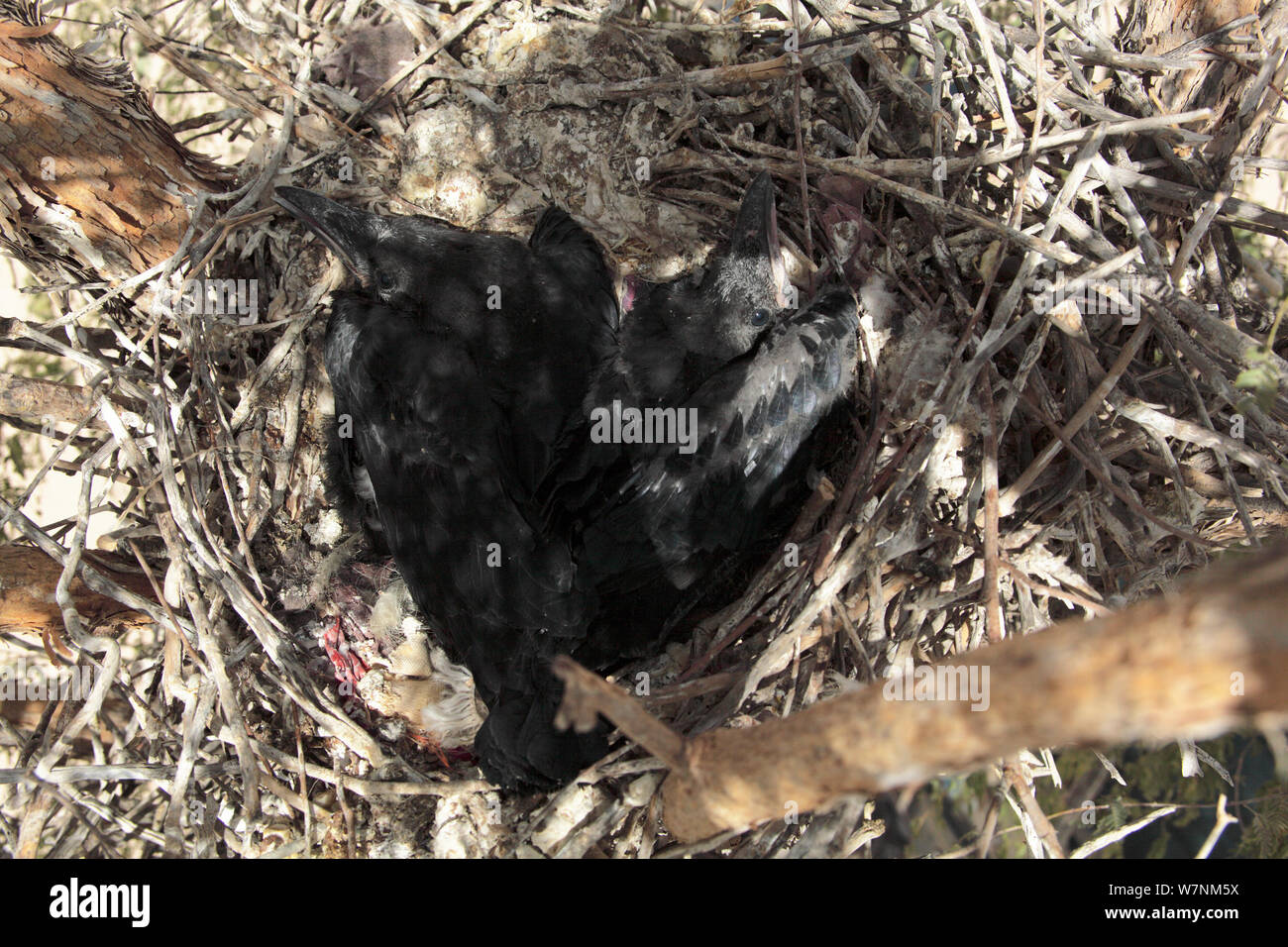 Raven chicks hi-res stock photography and images - Alamy