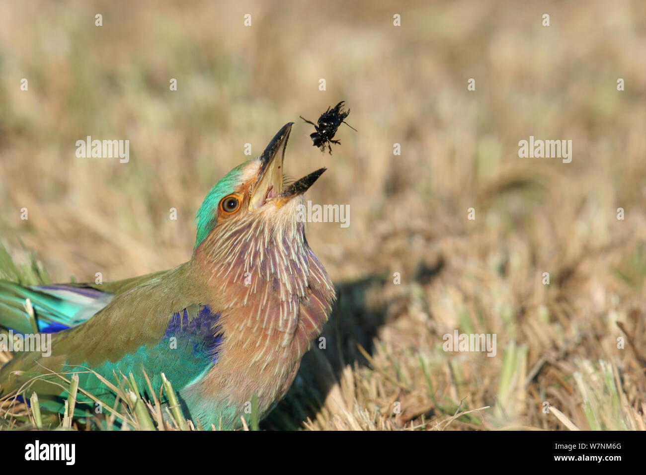 Birds catching insects hi-res stock photography and images - Alamy