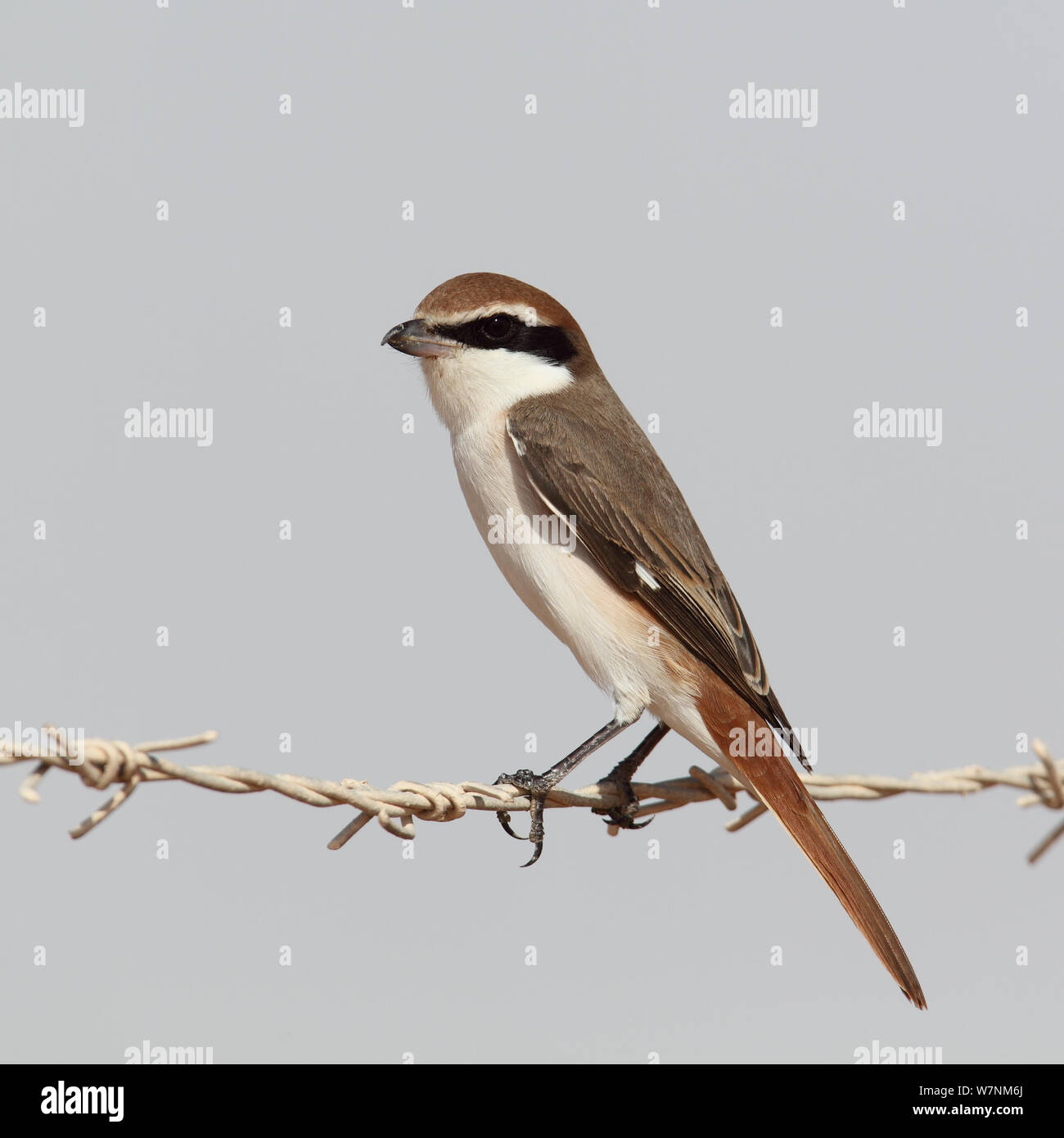 Isabelline shrike / Turkestan Shrike (Lanius isabellinus phoenicuroides ...