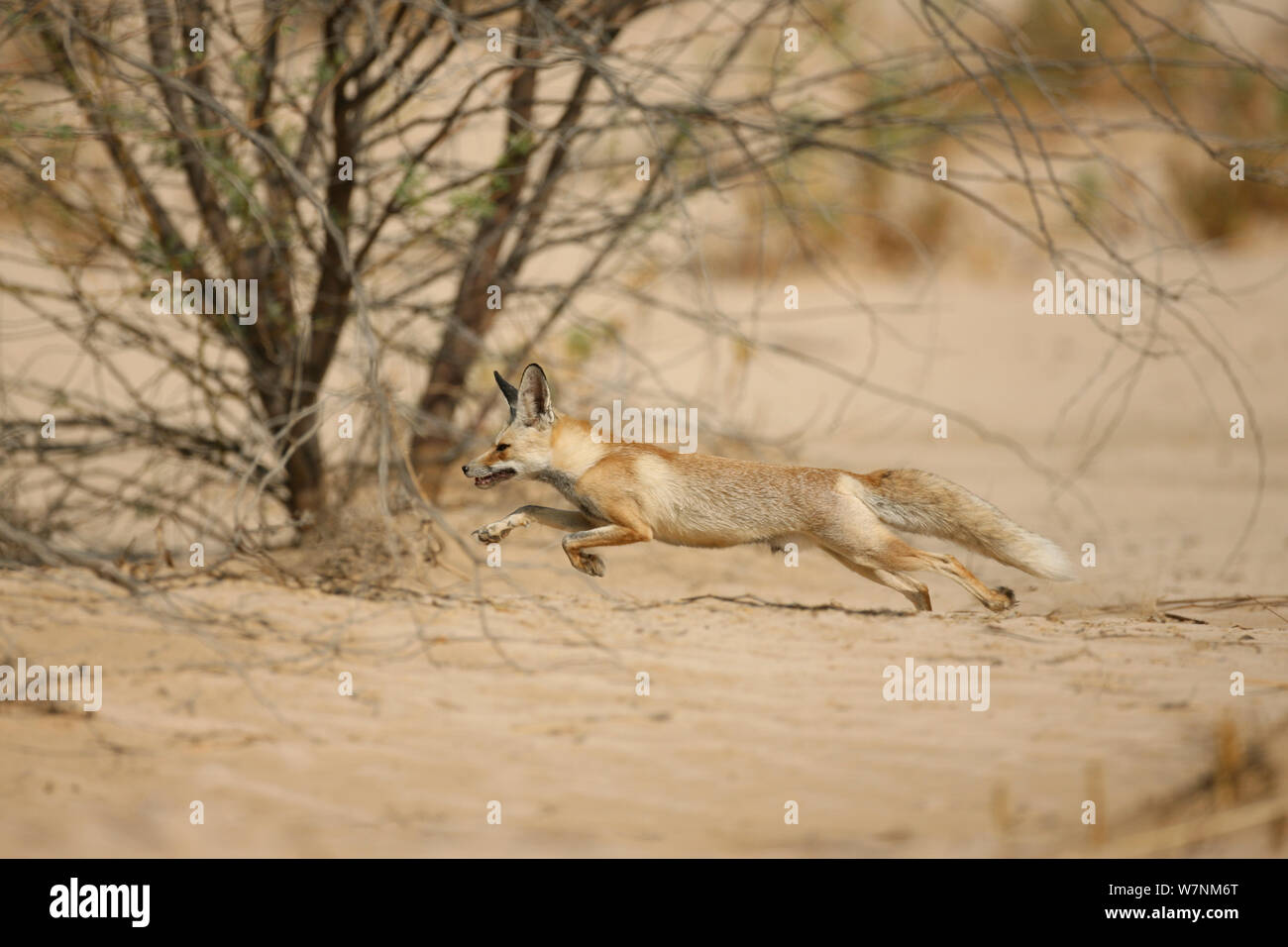 Arabian red fox (Vulpes vulpes arabica) running, Oman, September Stock ...