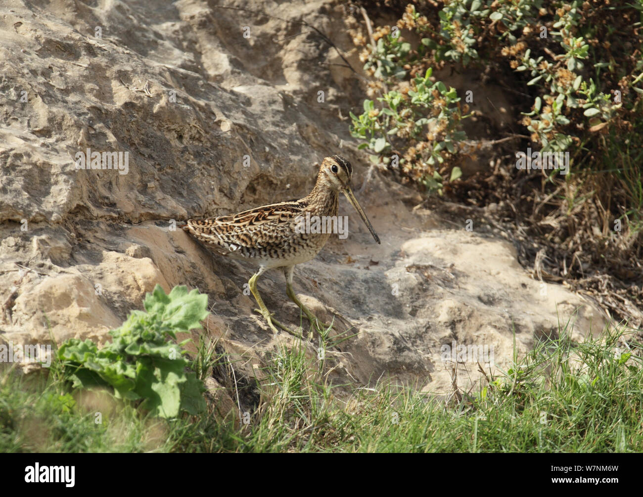 Pin tailed snipe hi-res stock photography and images - Alamy