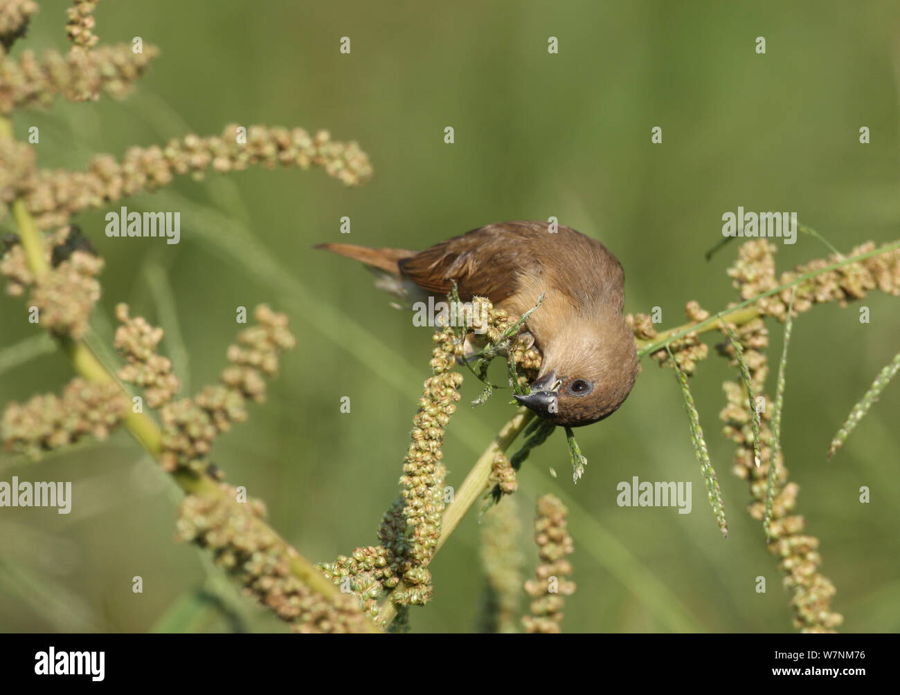 Nutmeg finches hi-res stock photography and images - Alamy