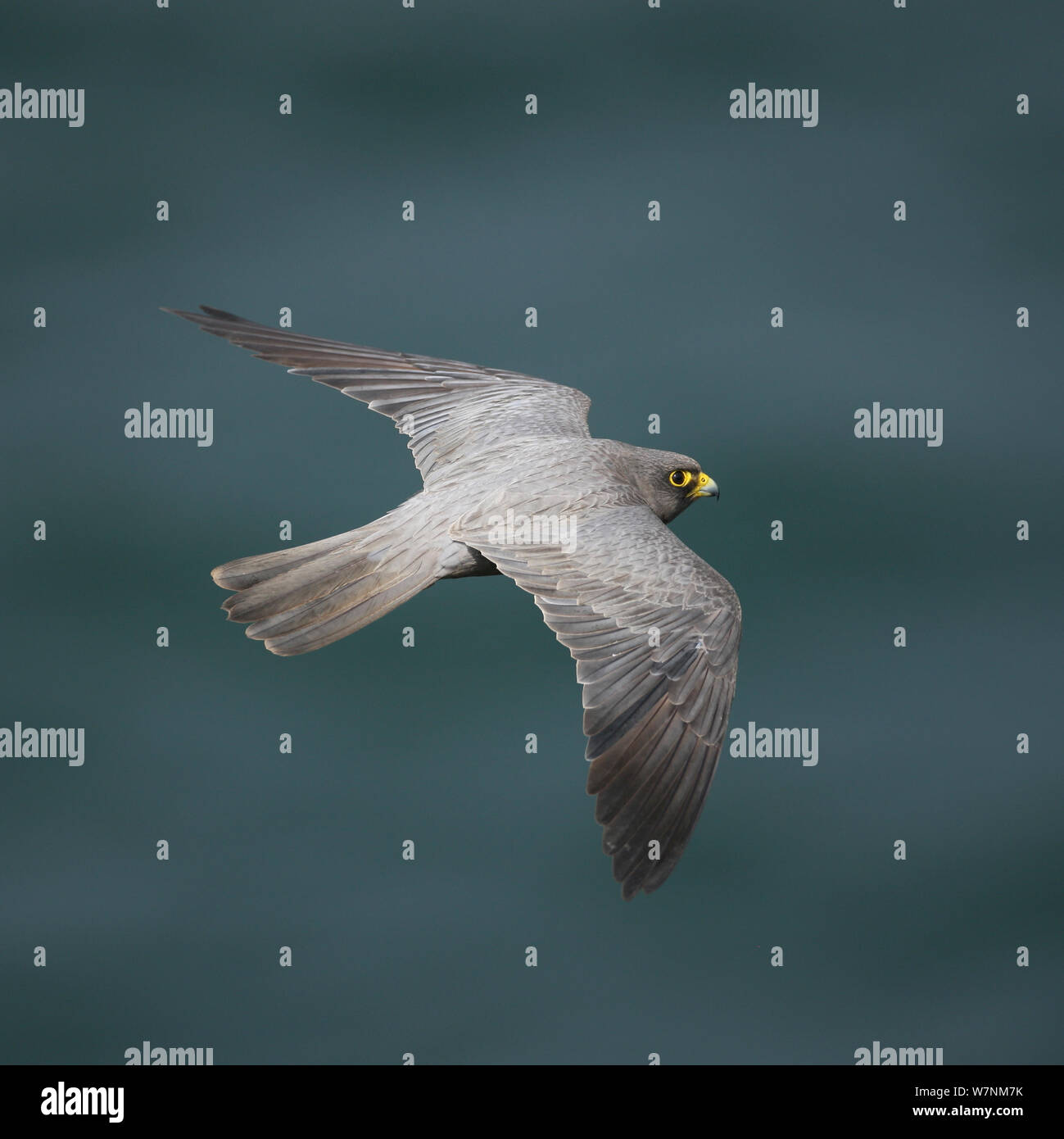 Falcon's flight arabia hi-res stock photography and images - Alamy