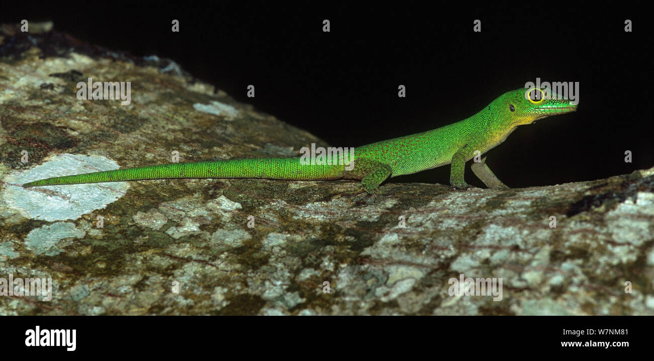 Indian geckos hi-res stock photography and images - Alamy