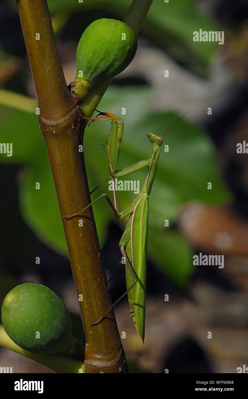 European praying mantis (Mantis religiosa) in fig tree, West France ...