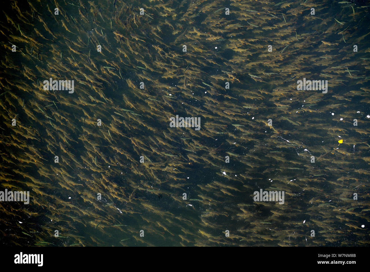 Fish shoals hi-res stock photography and images - Alamy