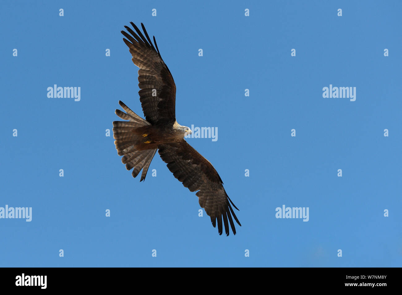 Buzzard gliding hi-res stock photography and images - Alamy