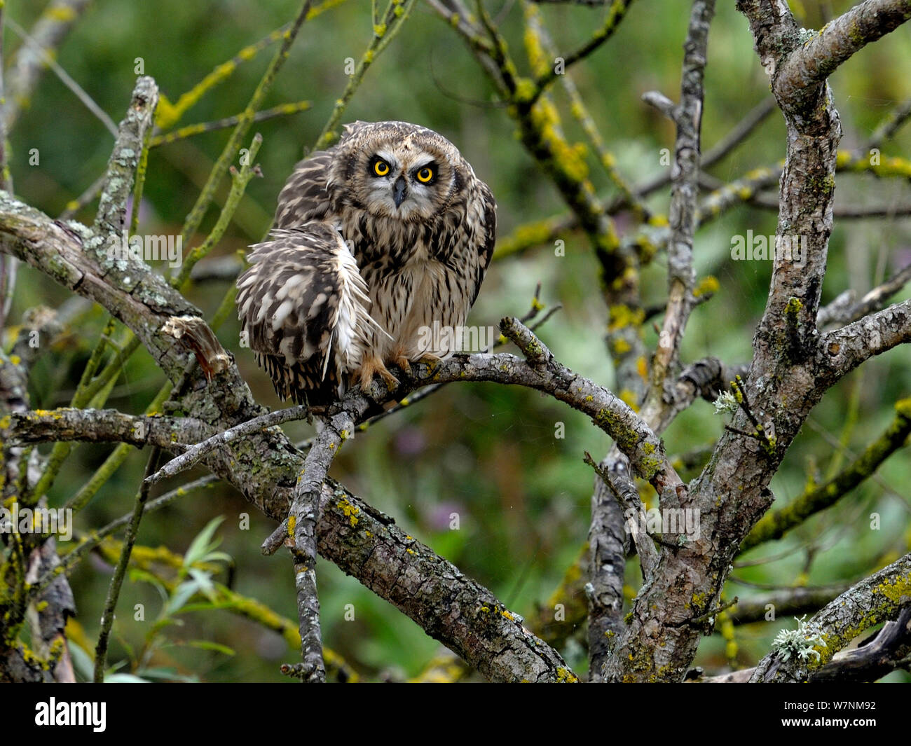 Grooming owls hi-res stock photography and images - Alamy
