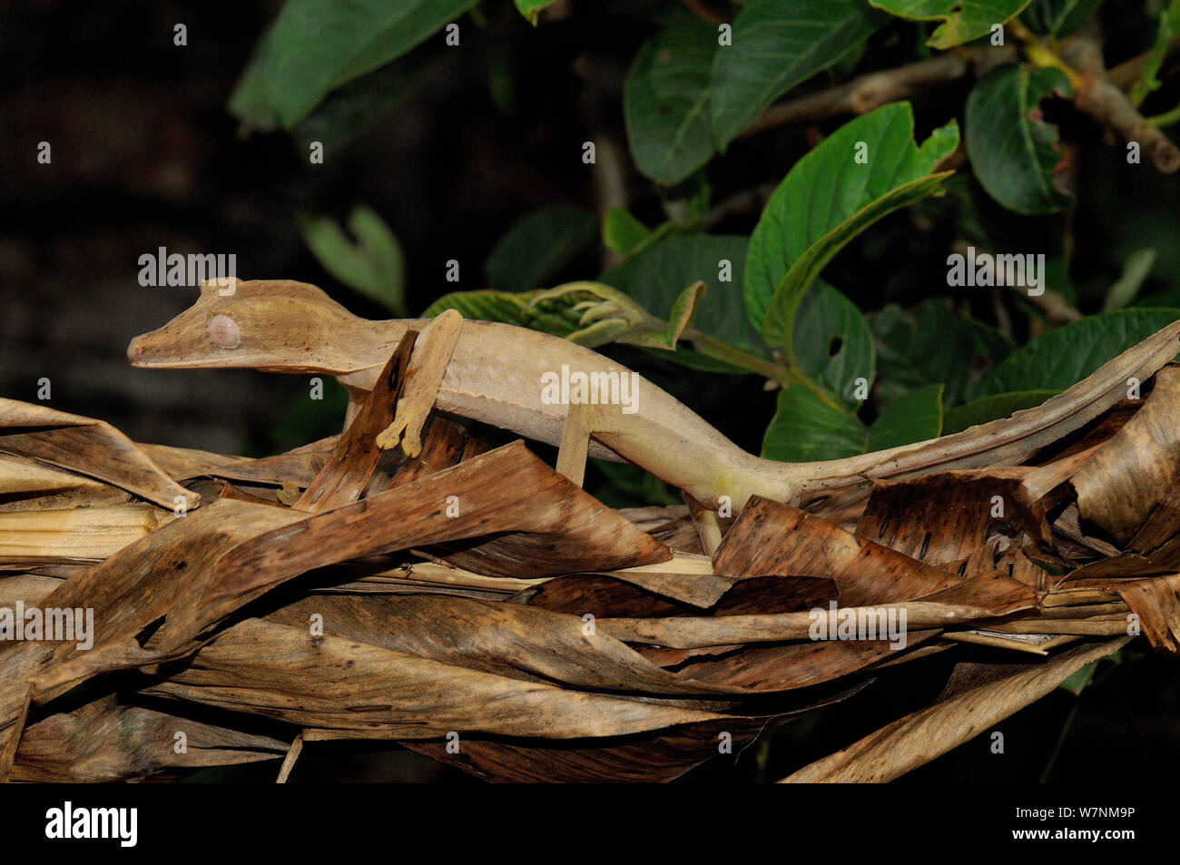Leaf tailed gecko (Uroplatus sp) camouflaged on leaf litter, Madagascar ...