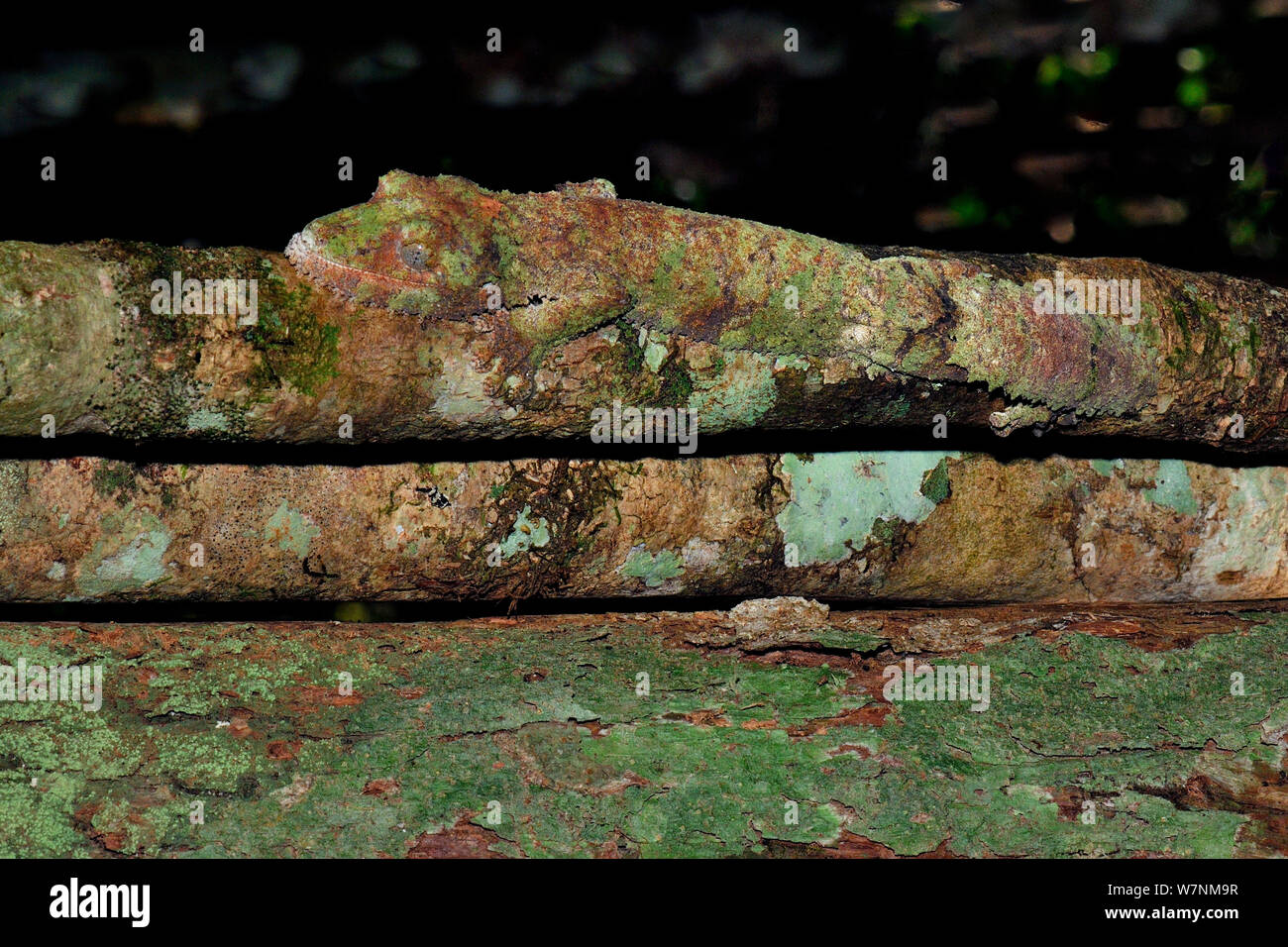 Lichens of madagascar hi-res stock photography and images - Alamy