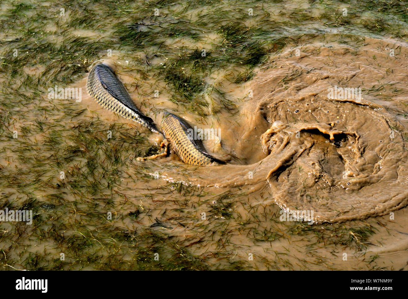Carp (Cyprinus carpio) action shot of shoal in mating season, Breton ...