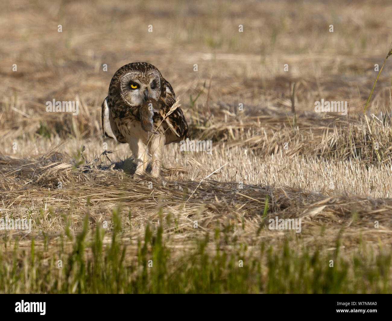 Rodent prey hi-res stock photography and images - Alamy