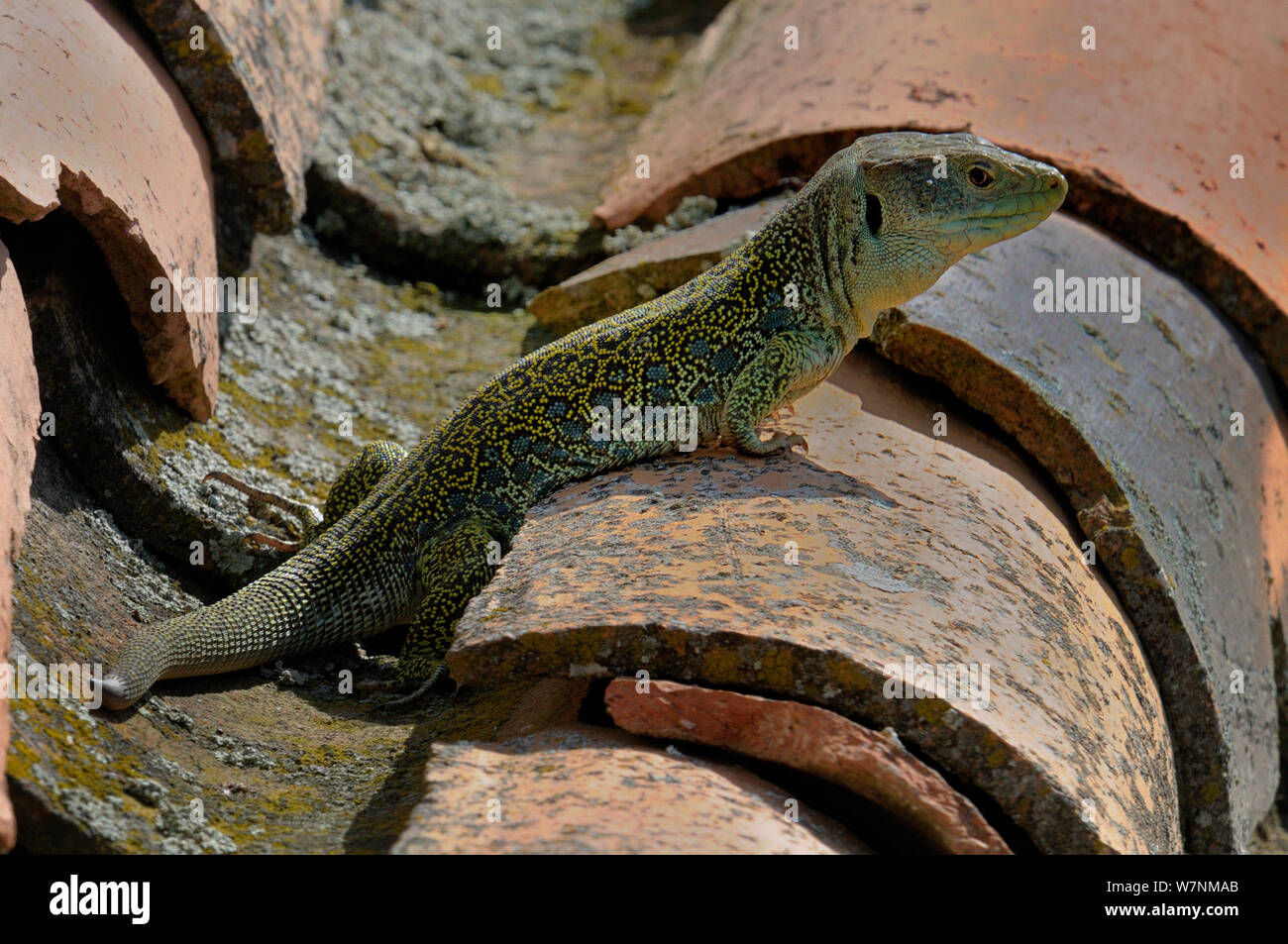 Sunbathing lizards hi-res stock photography and images - Alamy
