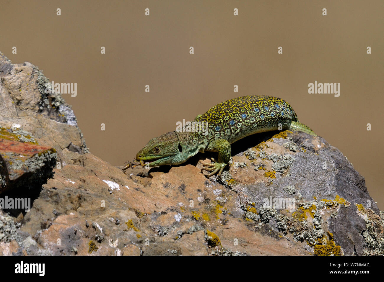 Locusts hi-res stock photography and images - Alamy