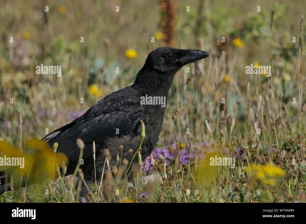 Crow flowers hi-res stock photography and images - Alamy
