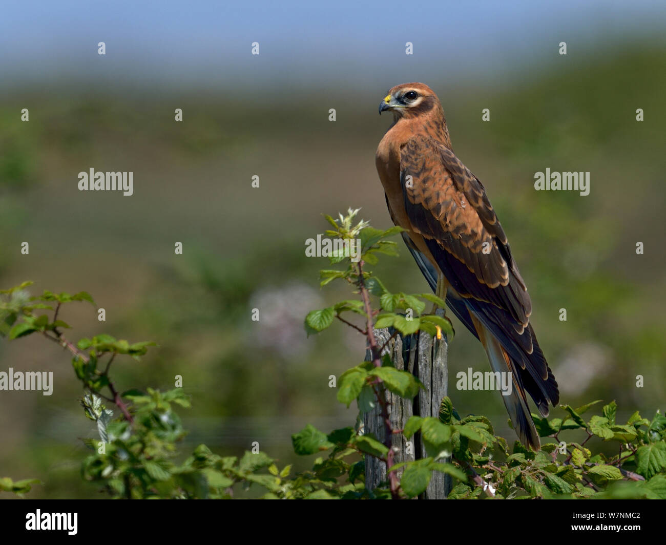 Montagu's harrier (Circus pygargus) perched, Vendeen Marsh, West France ...