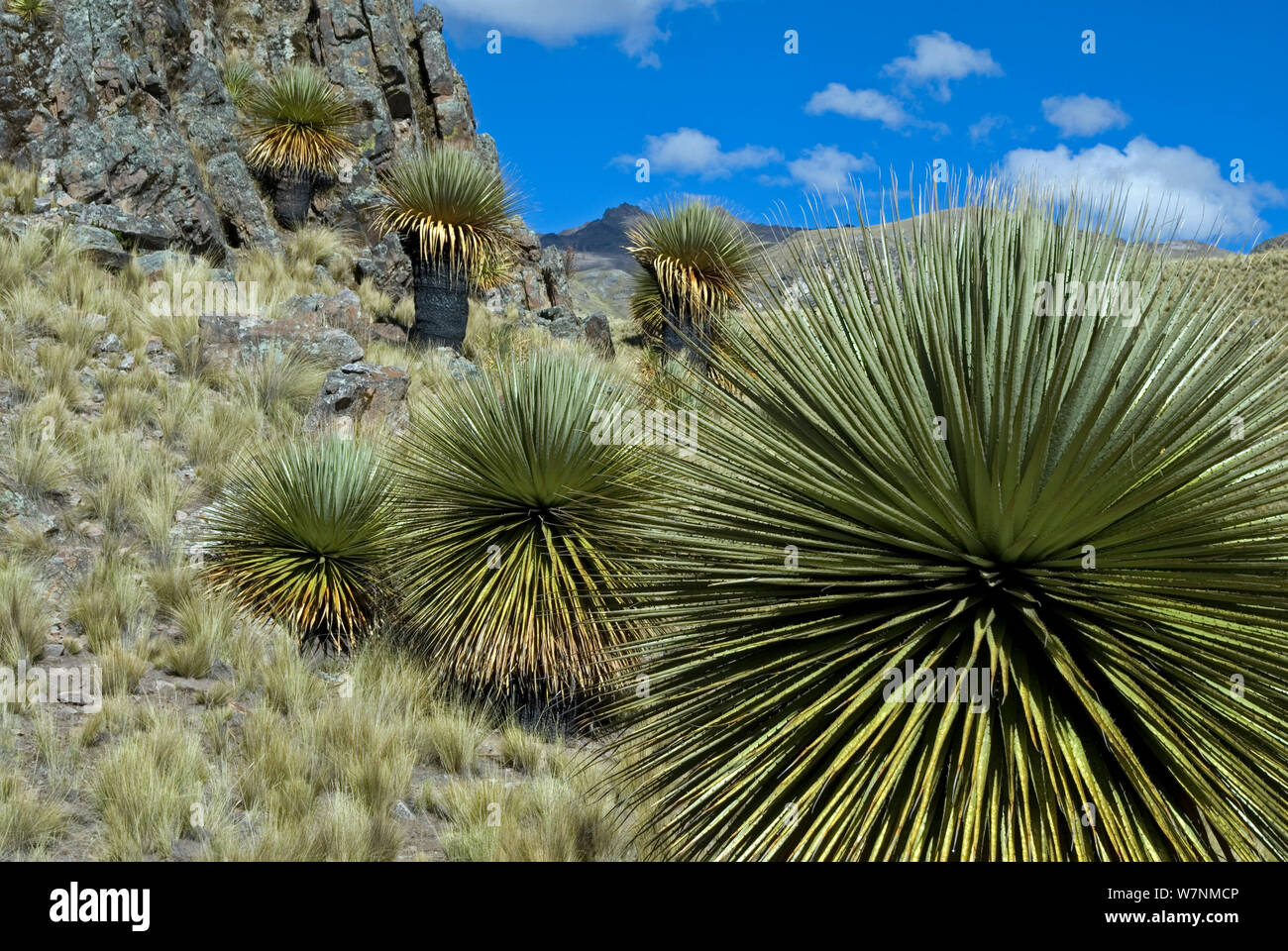 Queen of the Andes (Puya raimondii) forest. Peru. June 2012 Stock Photo ...