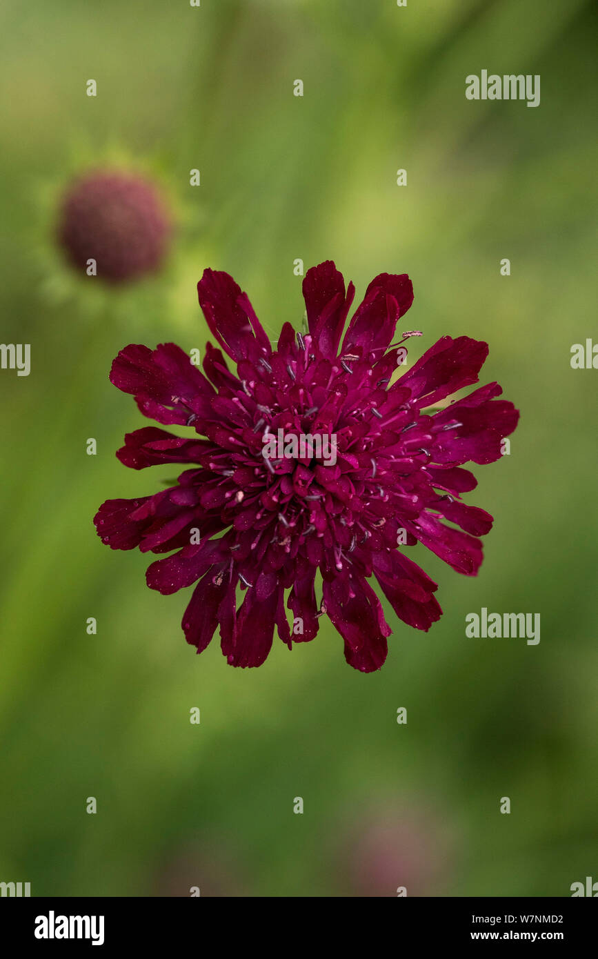 Scabies flower hi-res stock photography and images - Alamy