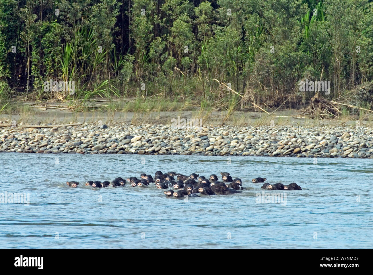 Herd of white-lipped peccaries (Tayassu pecari) crossing the Alto Madre ...