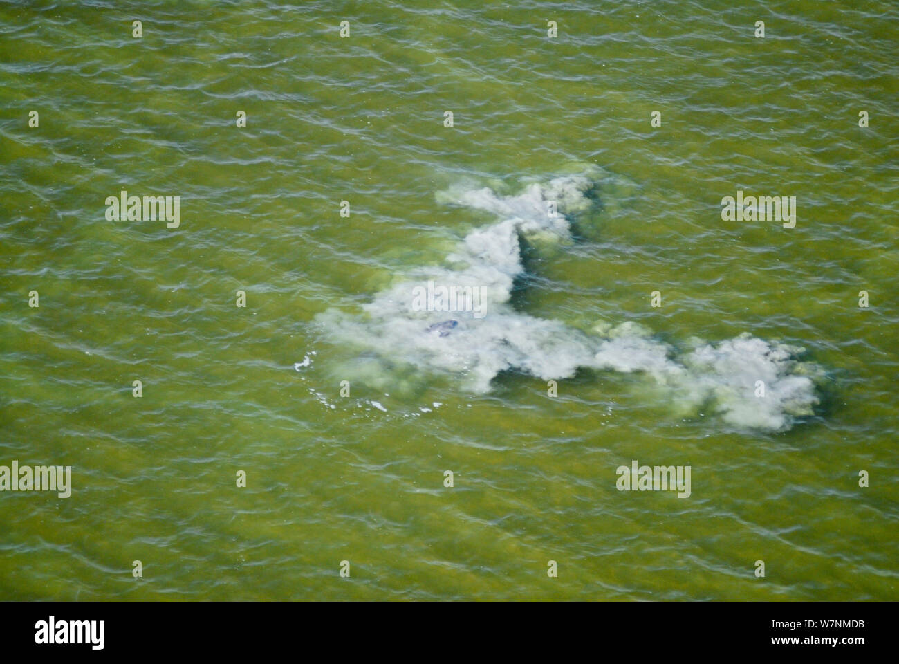 Atlantic bottlenosed dolphin hi-res stock photography and images - Alamy