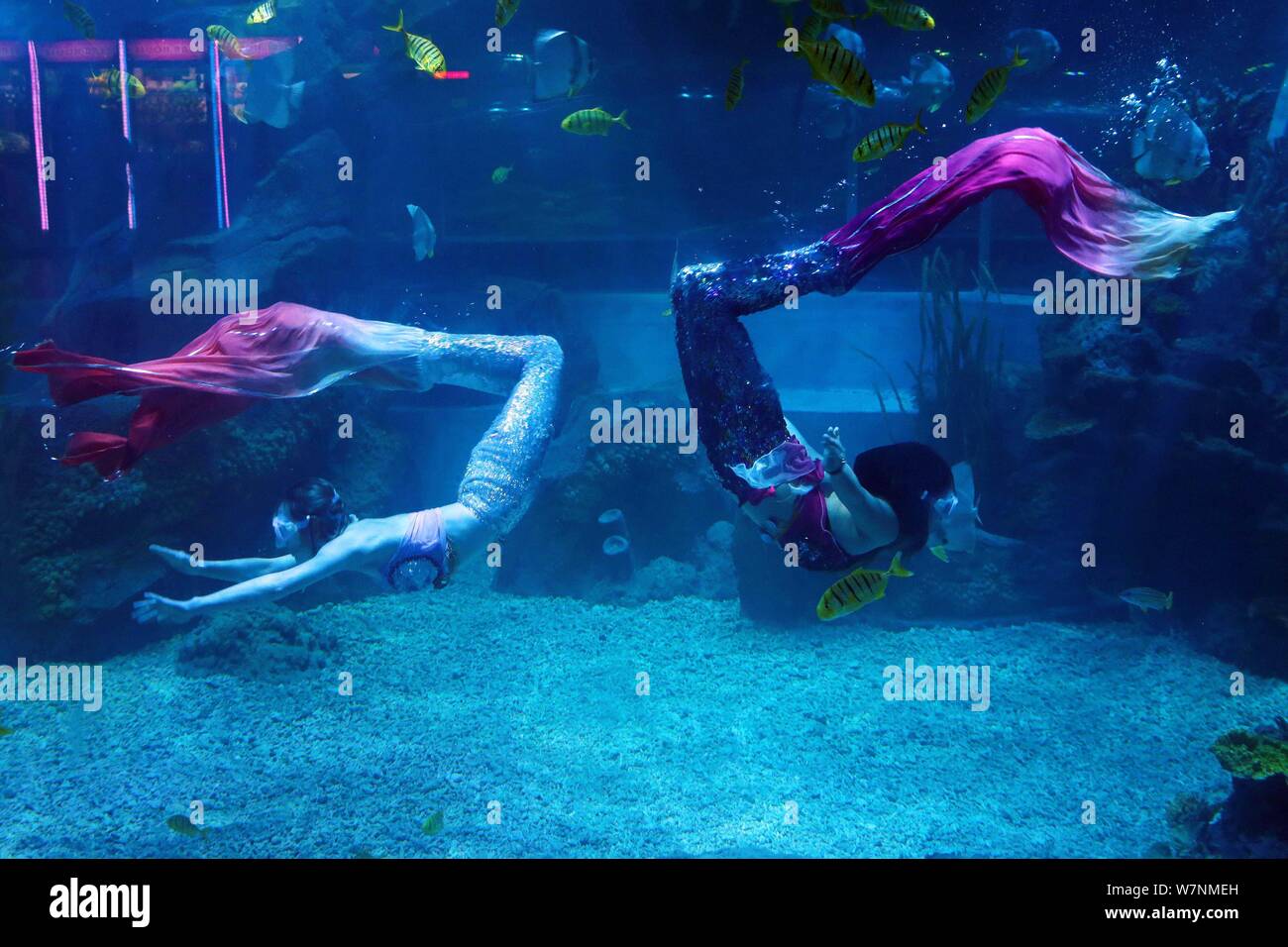 Chinese employees dressed in mermaid costumes perform during a mermaid ...