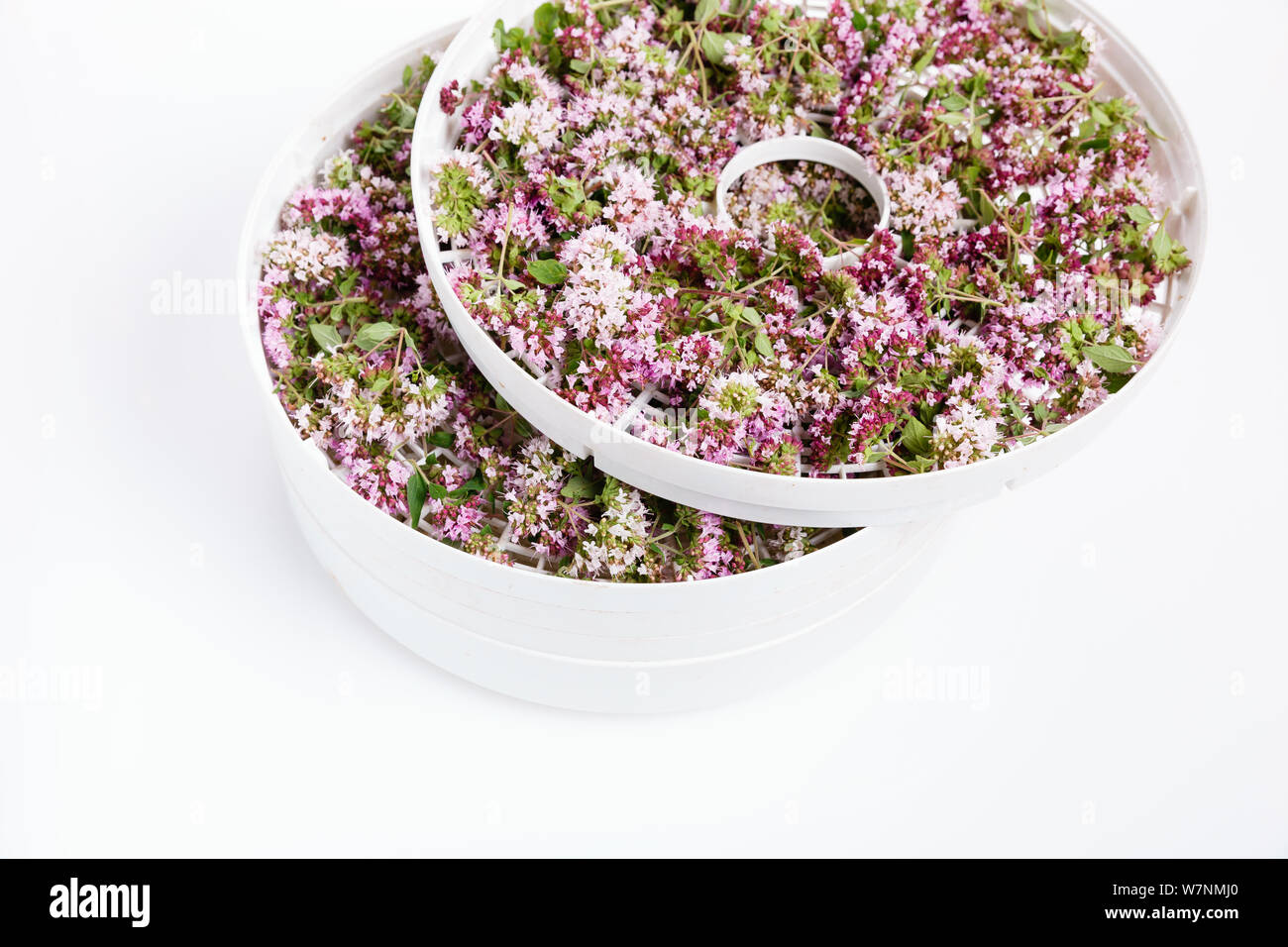 Purple flowers of origanum vulgare or common oregano, wild marjoram ...